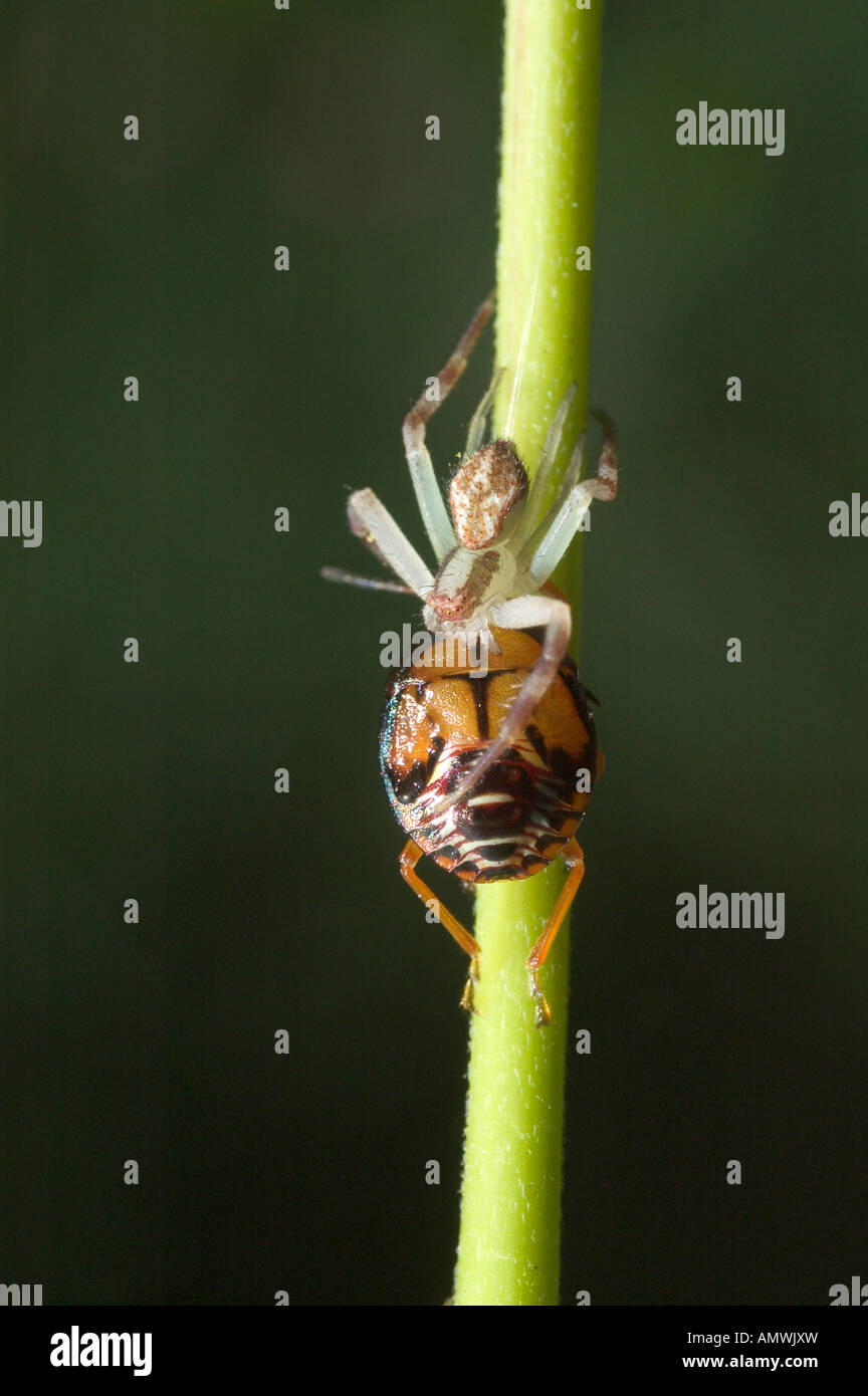 Predatory stinkbug hi-res stock photography and images - Alamy