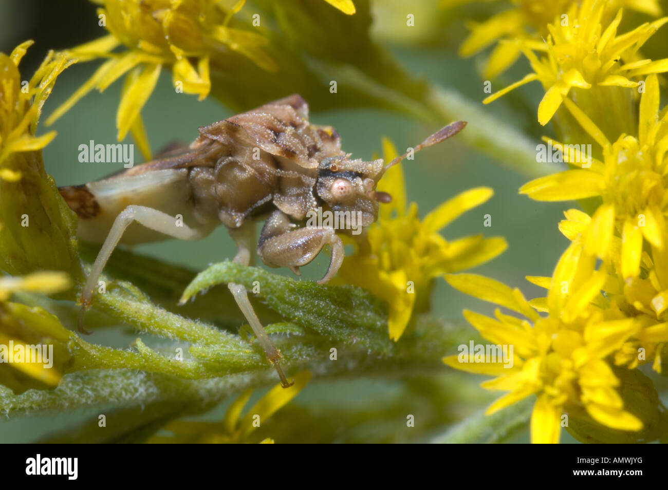 Phymata sp hi-res stock photography and images - Alamy