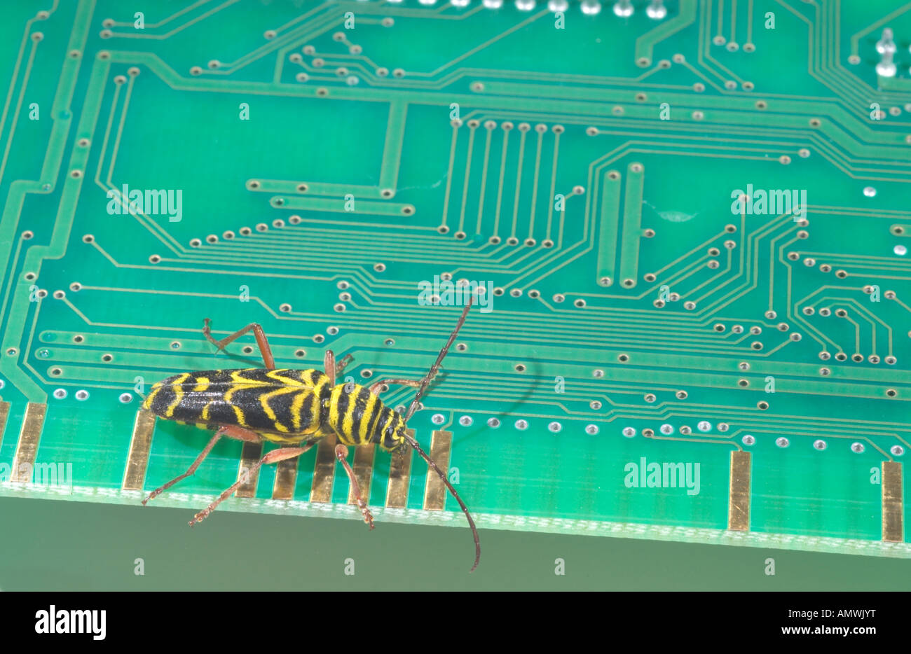 Bug on a computer printed circuit board Stock Photo - Alamy
