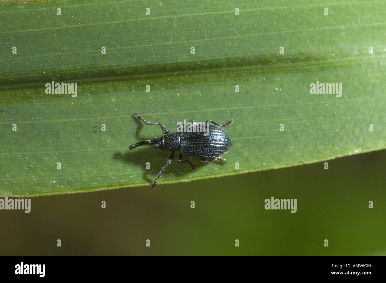 A small snout beetle on a green leaf. Apion spp Stock Photo - Alamy