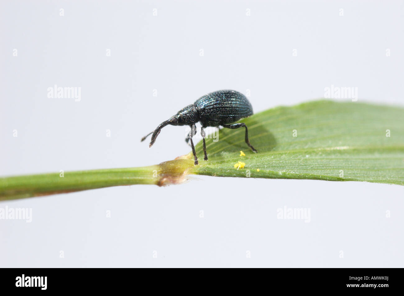 Snout beetle hi-res stock photography and images - Alamy