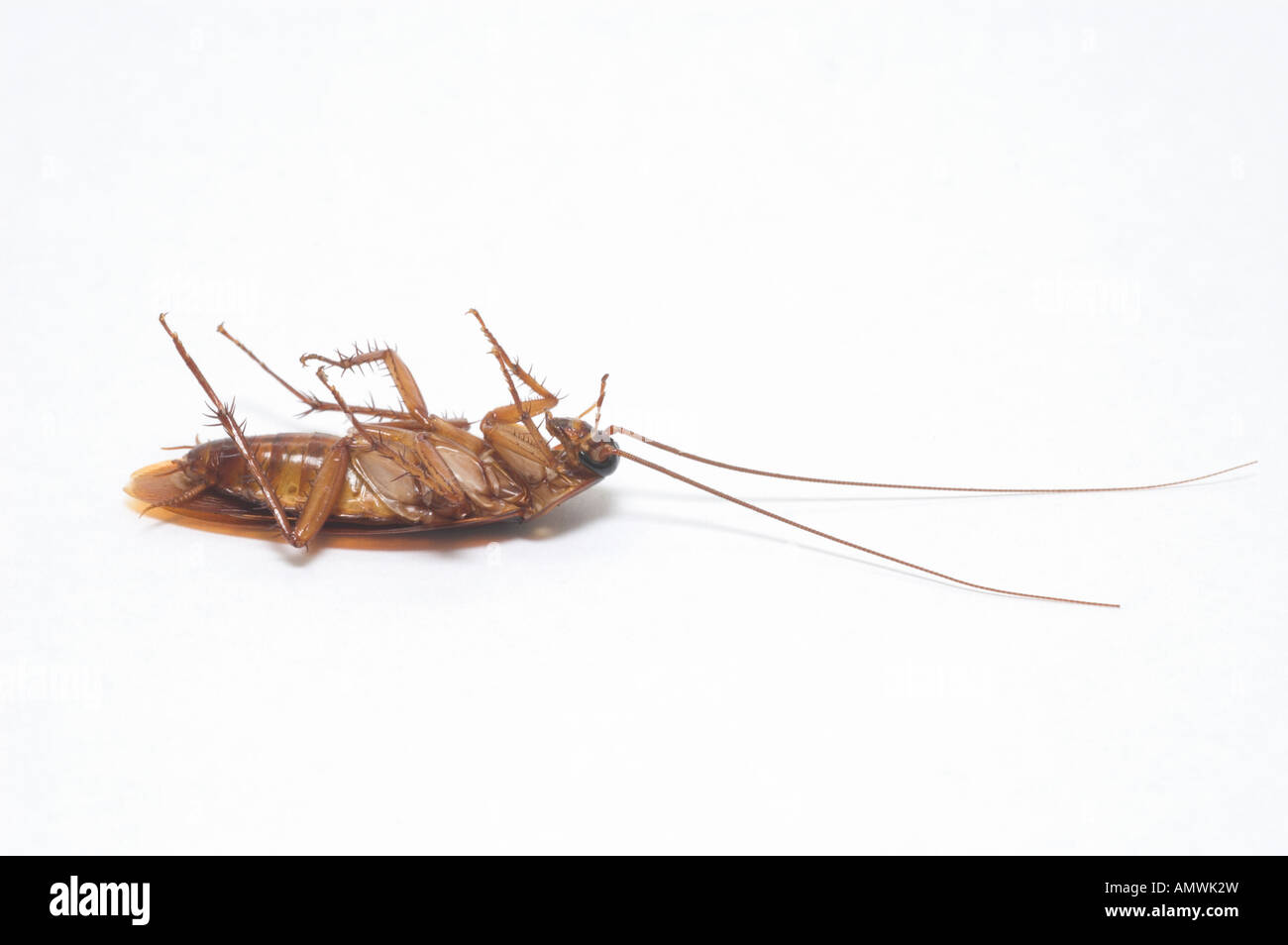 Dead american cockroach Periplaneta americana on its back with feet up ...