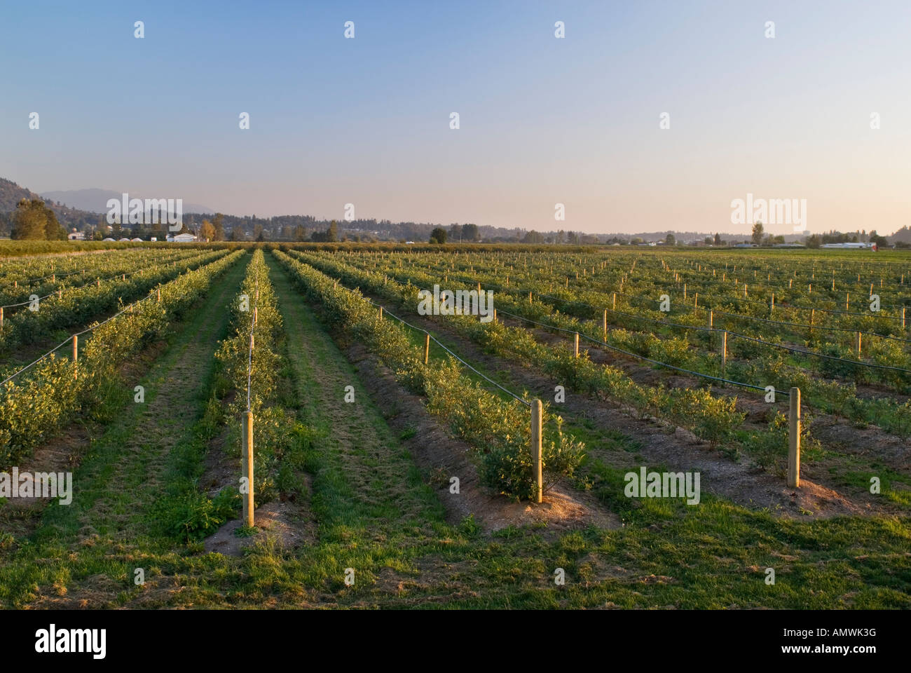 A young blueberry field in the Fraser Valley of British Columbia ...