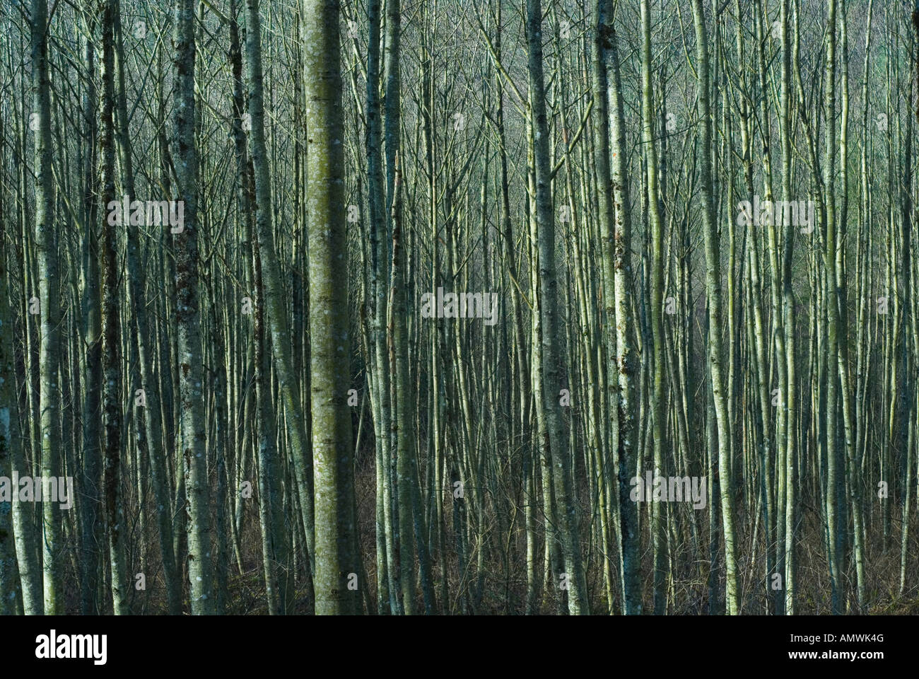 Bare Alder (Alnus sp) tree trunks in winter Stock Photo - Alamy