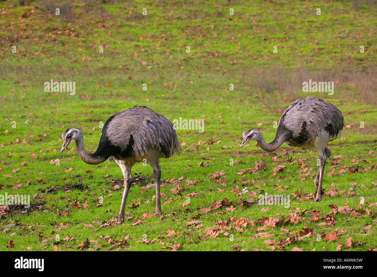 Two Emu High Resolution Stock Photography and Images - Alamy