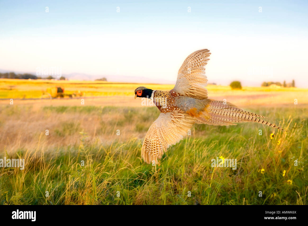 Ringneck Pheasant flying in the field at sundown Stock Photo - Alamy
