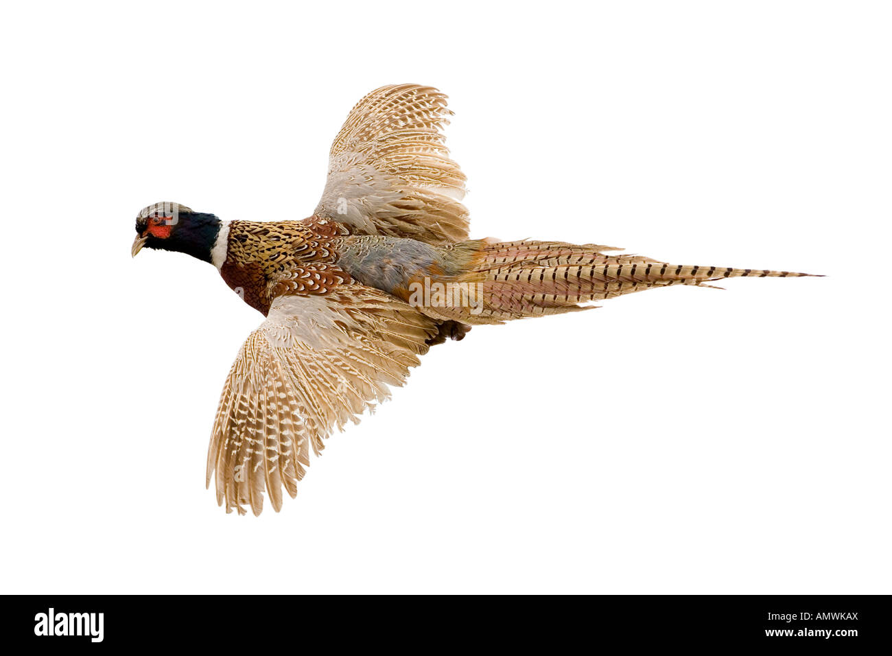 Ringneck pheasant flying isolated on white Stock Photo - Alamy