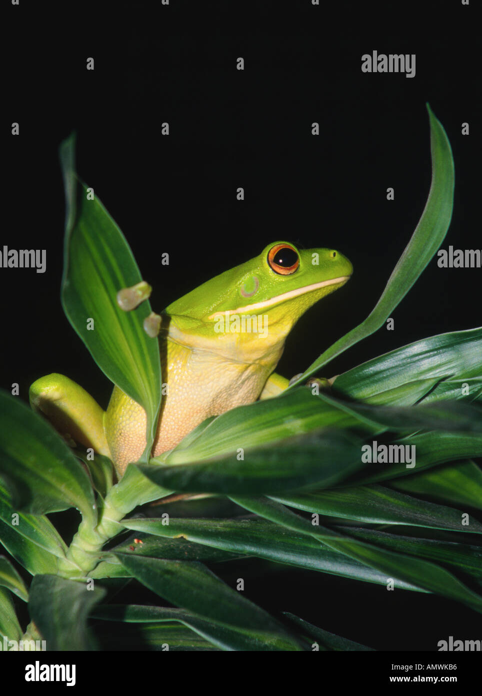 White lipped green tree frog hi-res stock photography and images - Alamy