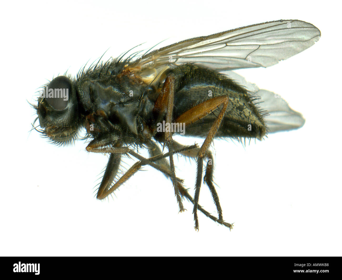 Insects compound eye Cut Out Stock Images & Pictures - Alamy