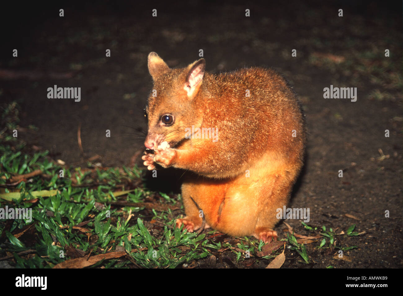 Possum feeding at night, Airlie Beach, Queensland, Australia Stock ...