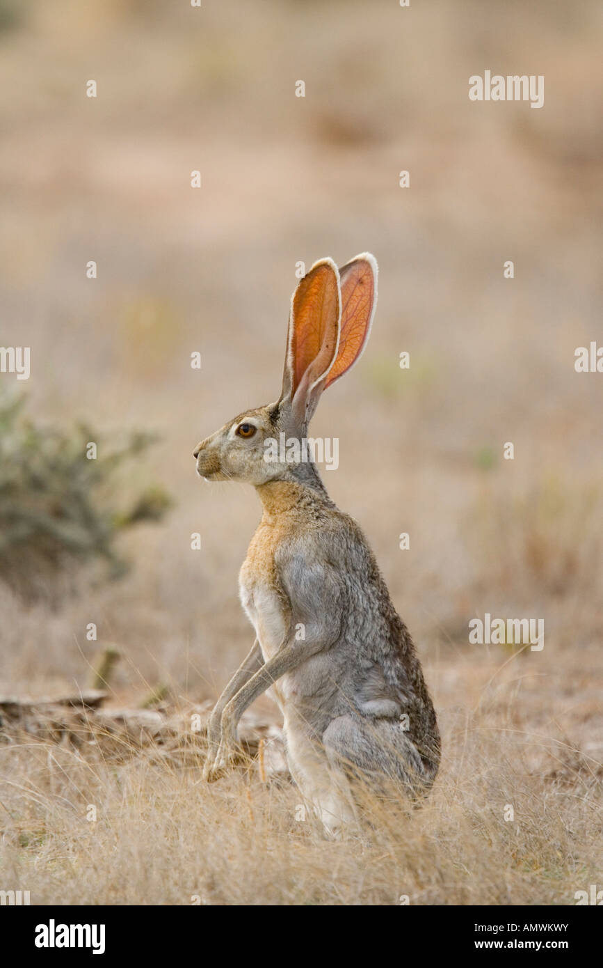 Antelope jackrabbit lepus alleni hi-res stock photography and images ...