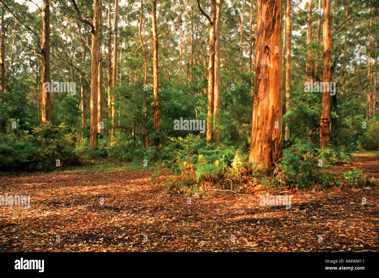 Karri tree hi-res stock photography and images - Alamy