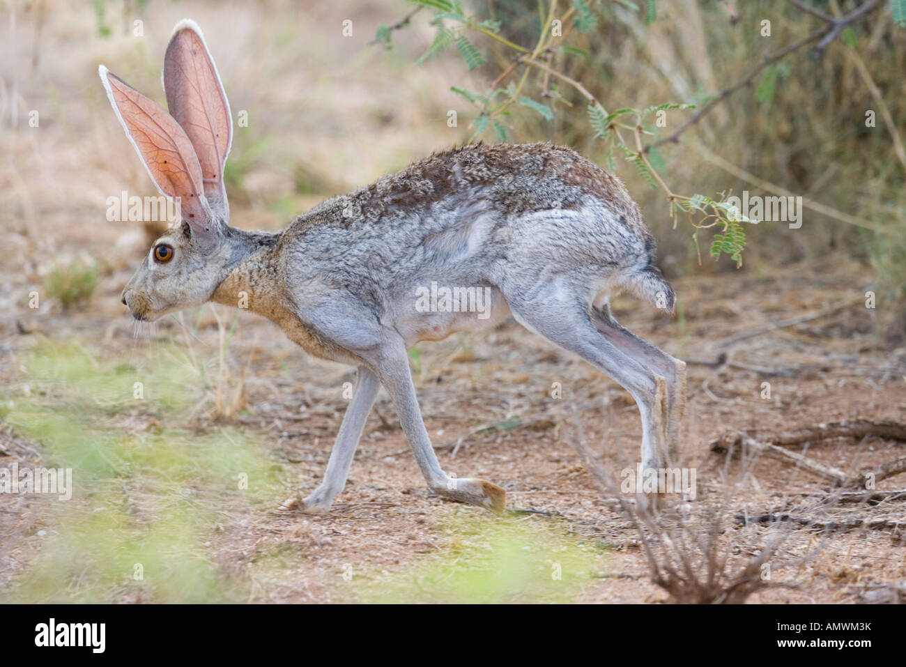 Antelope Jackrabbit Lepus alleni Oracle Pinal County Arizona United ...