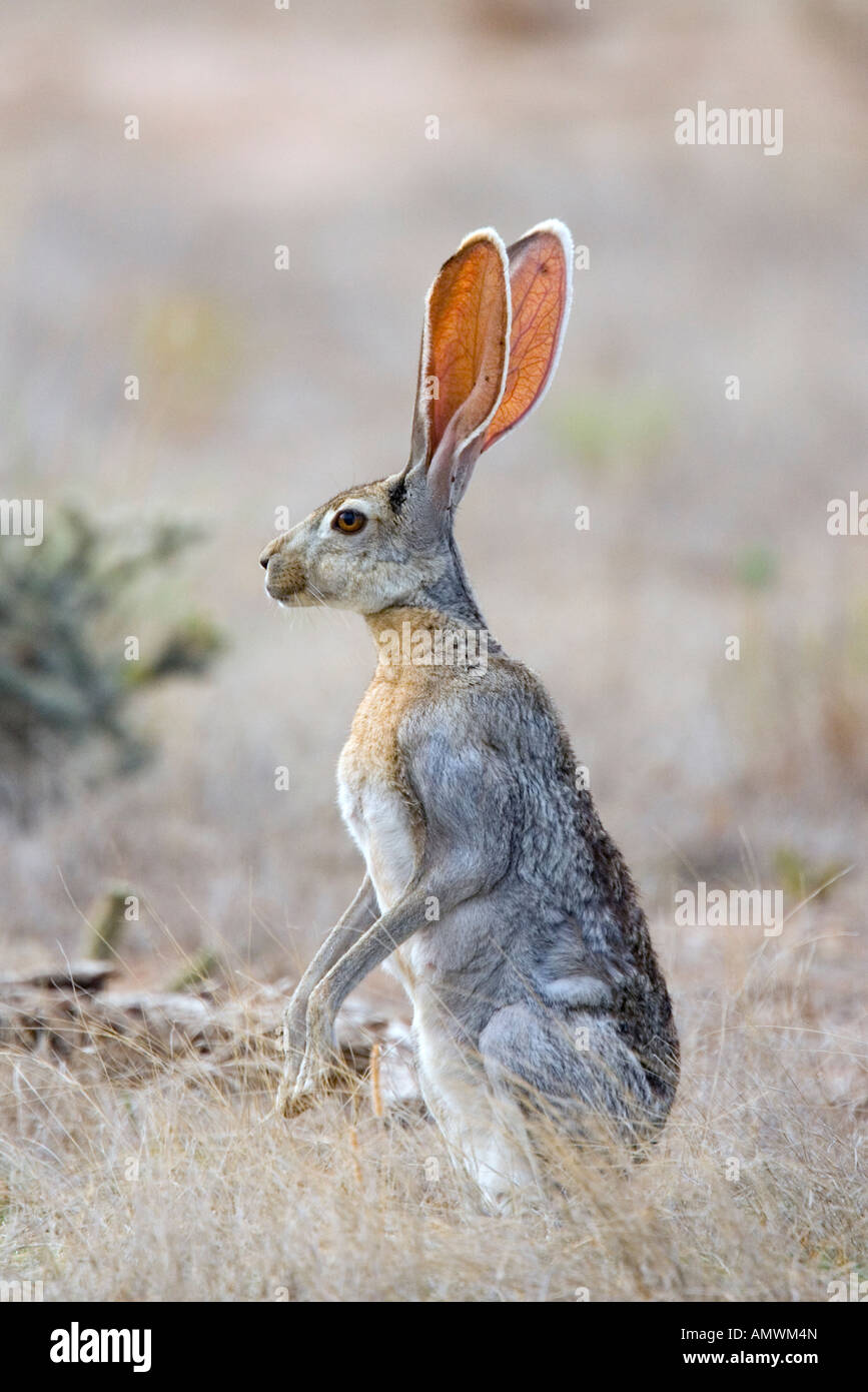 Antelope jackrabbit lepus alleni arizona hi-res stock photography and ...