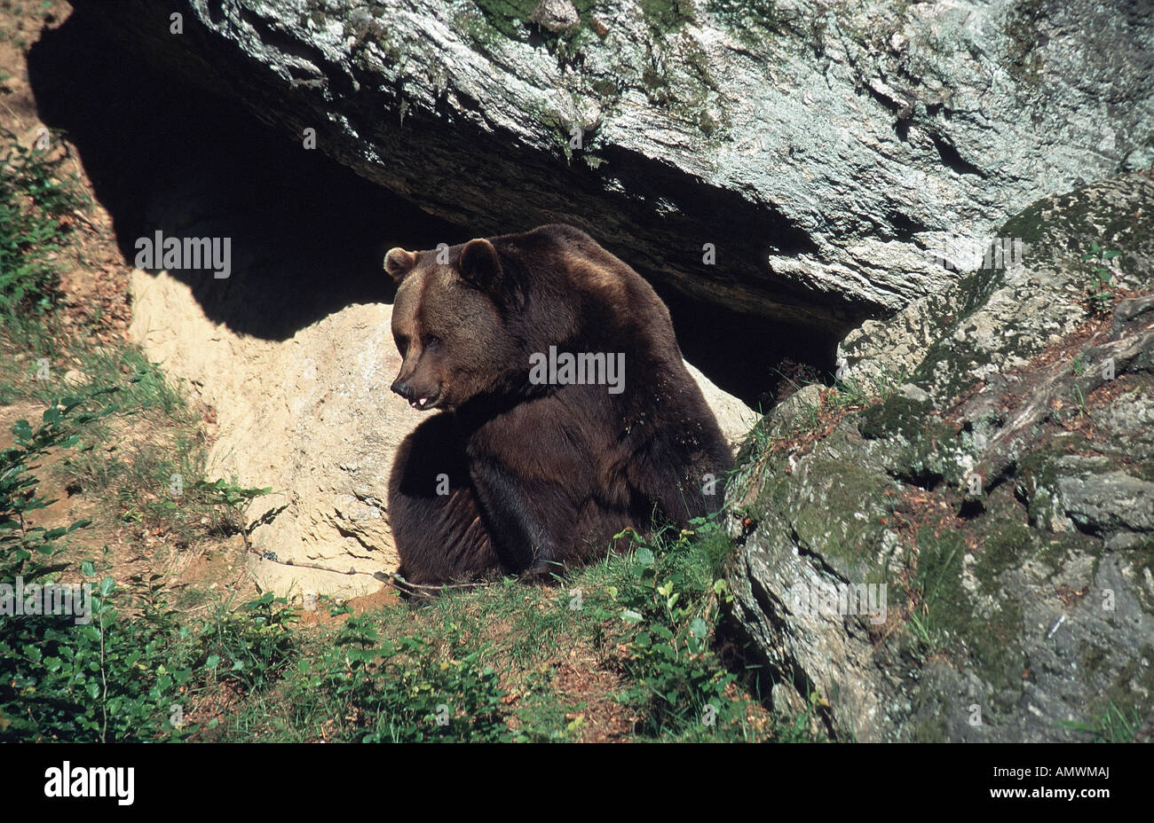 Bear cave entrance hi-res stock photography and images - Alamy