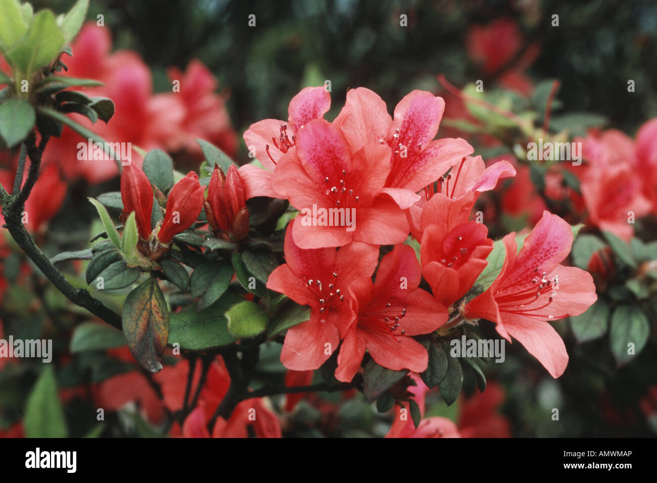 Native asian flowering shrub hi-res stock photography and images - Alamy