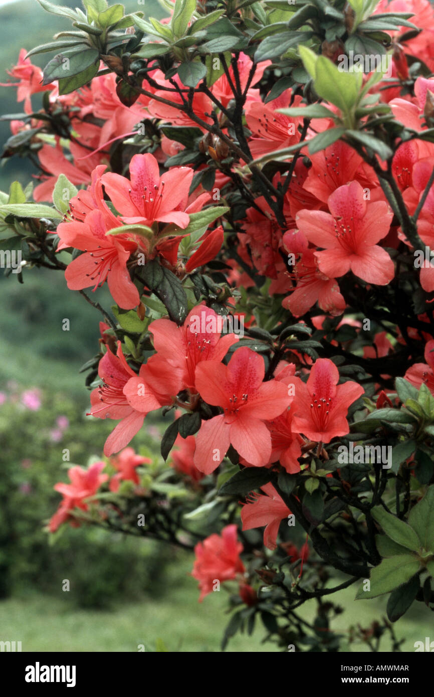 azalea (Azalea spec., Rhododendron spec.), blooming, Taiwan Stock Photo ...