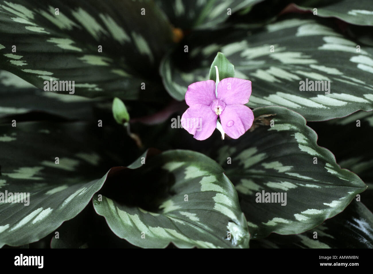 Bronze Peacock Ginger, Ginger Plant, Resurrection Lily (Kaempferia ...