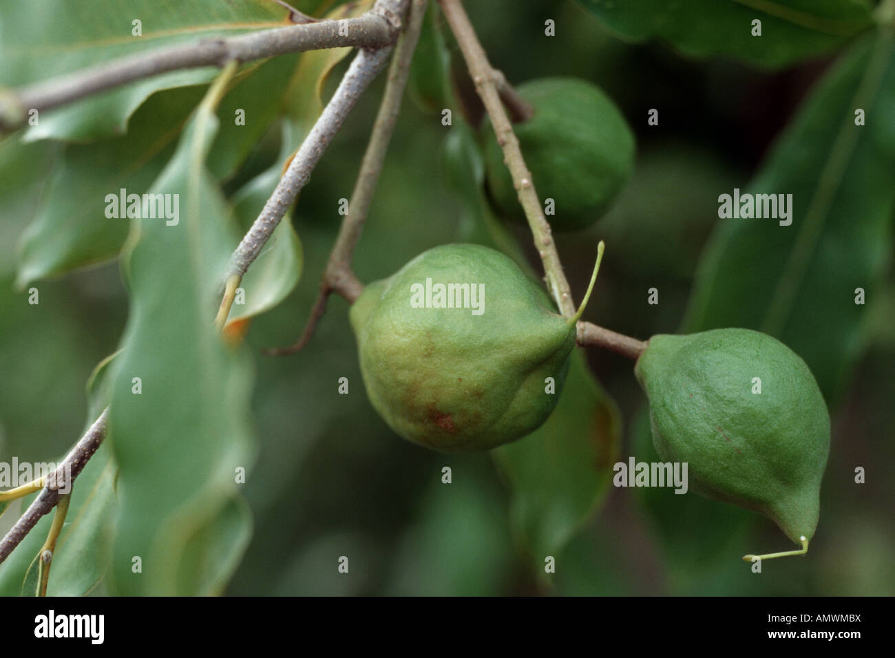 macadamia (Macadamia ternifolia), fruits on a tree Stock Photo - Alamy