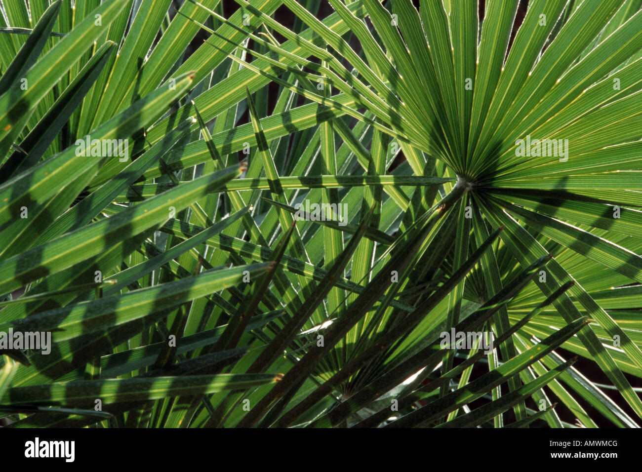 Fan leaved palm tree hi-res stock photography and images - Alamy