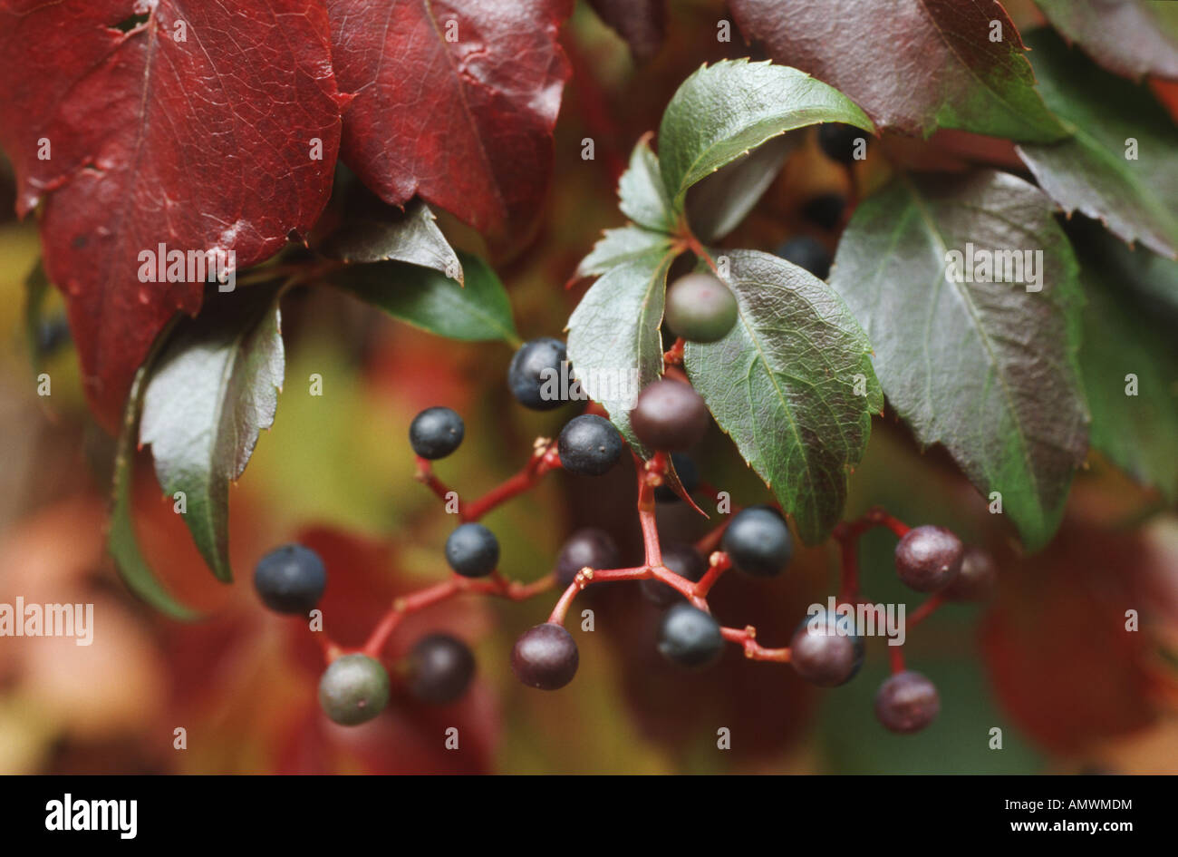 Virginia creeper berry hi-res stock photography and images - Alamy