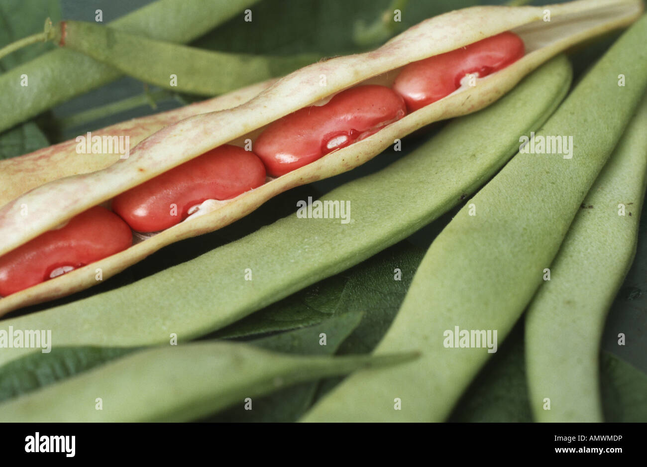 Podwith hi-res stock photography and images - Alamy