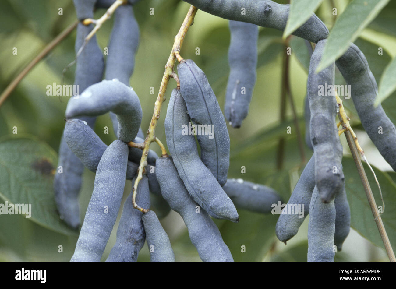 Dead Man's Fingers, Blue bean shrub, Blue bean tree (Decaisnea fargesii ...