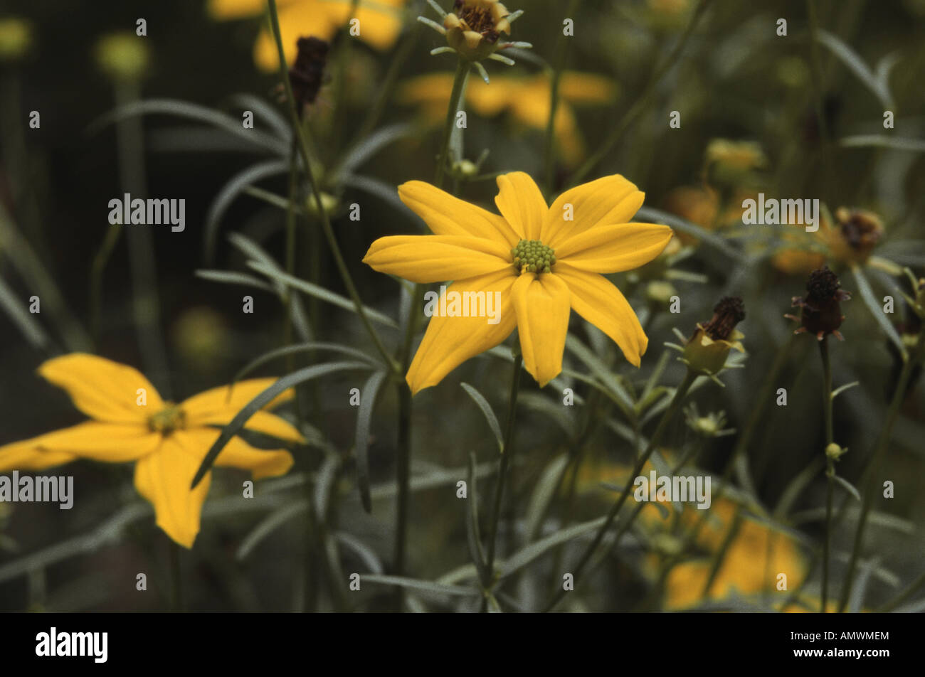 Coreopsis verticillata moonbeam hi-res stock photography and images - Alamy