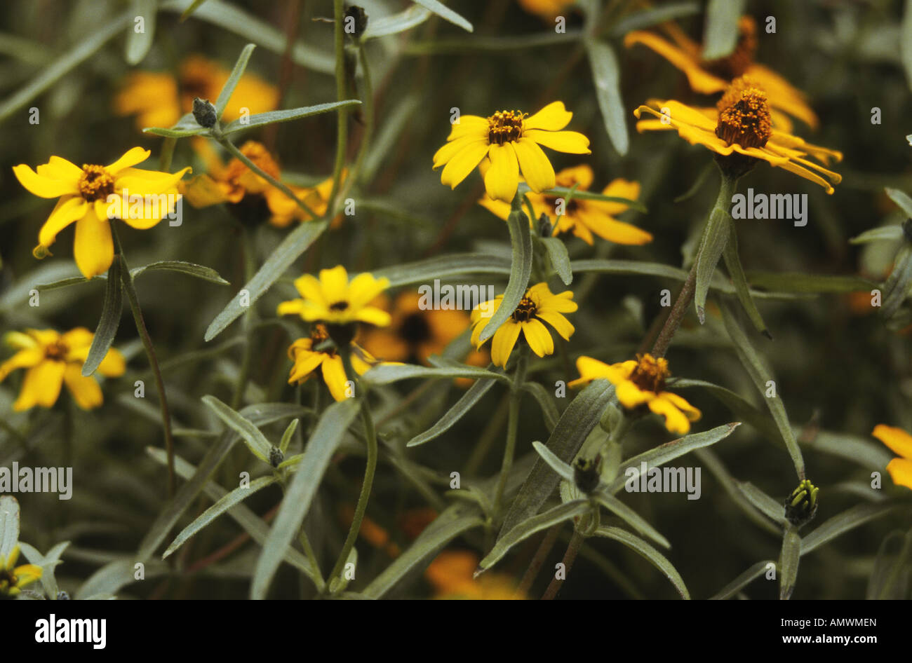 Creeping Zinnia, Narrow-leaf zinnia, Narrowleaf Zinnia, Narrowleaved ...