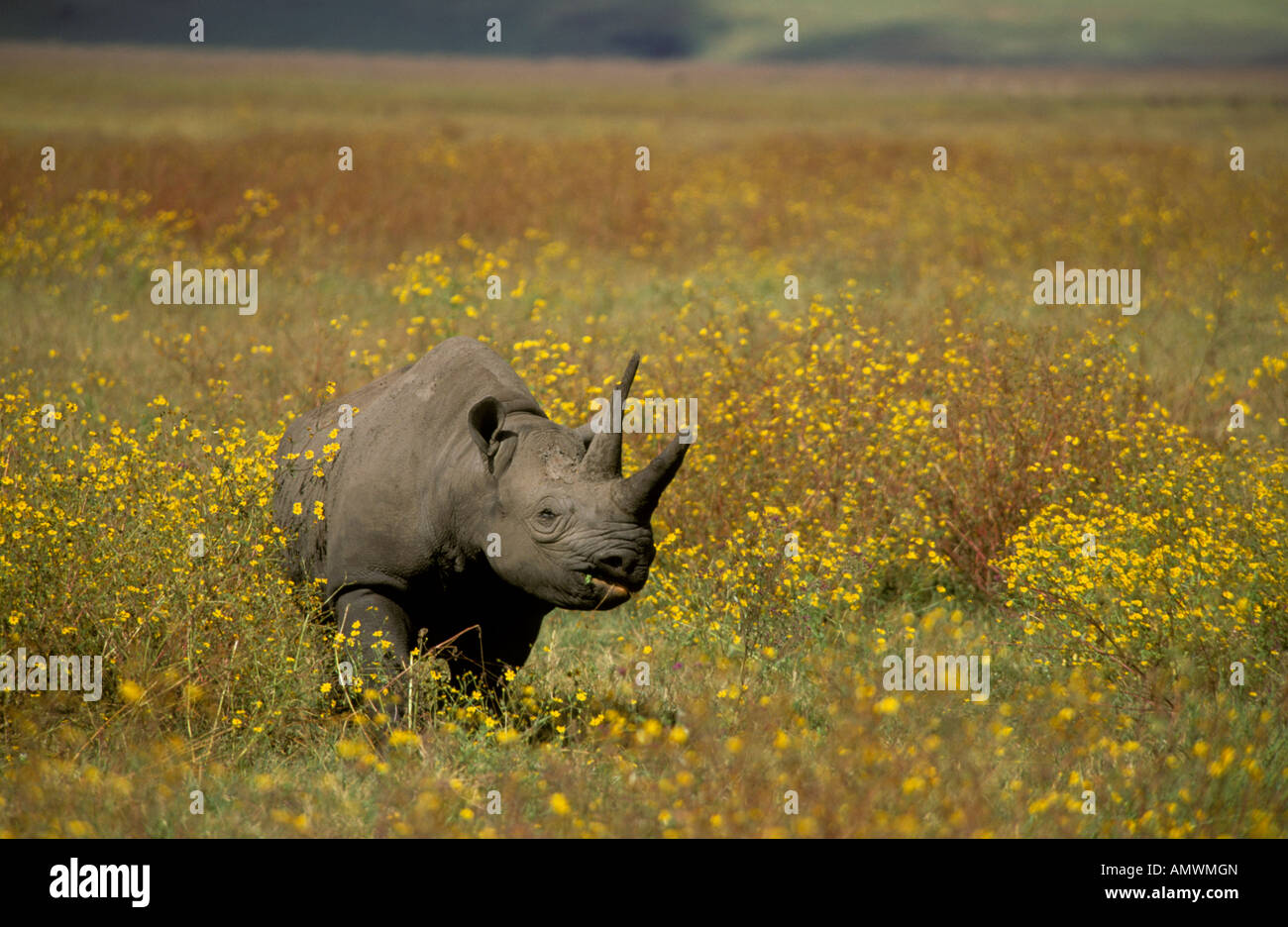 Black rhino amid a field of yellow flowers (Diceros bicornis michaeli ...