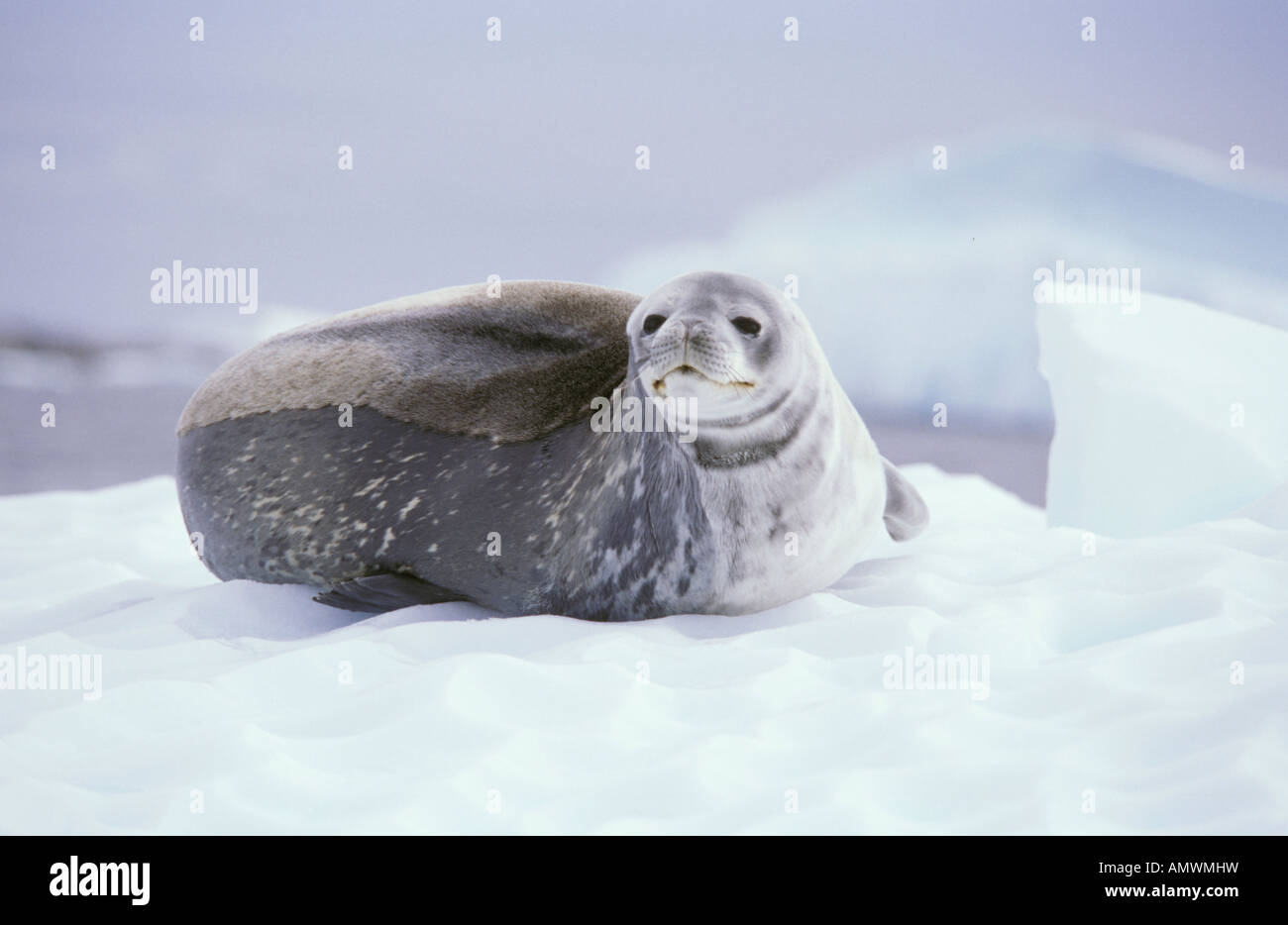 Weddel High Resolution Stock Photography and Images - Alamy