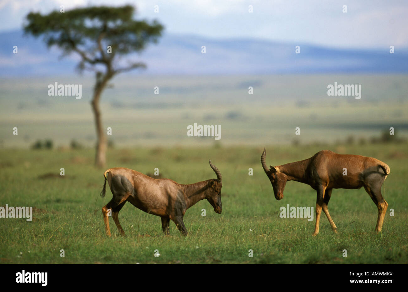 Two male Topi (Damaliscus lunatus) sparring on the Masai Mara plains ...