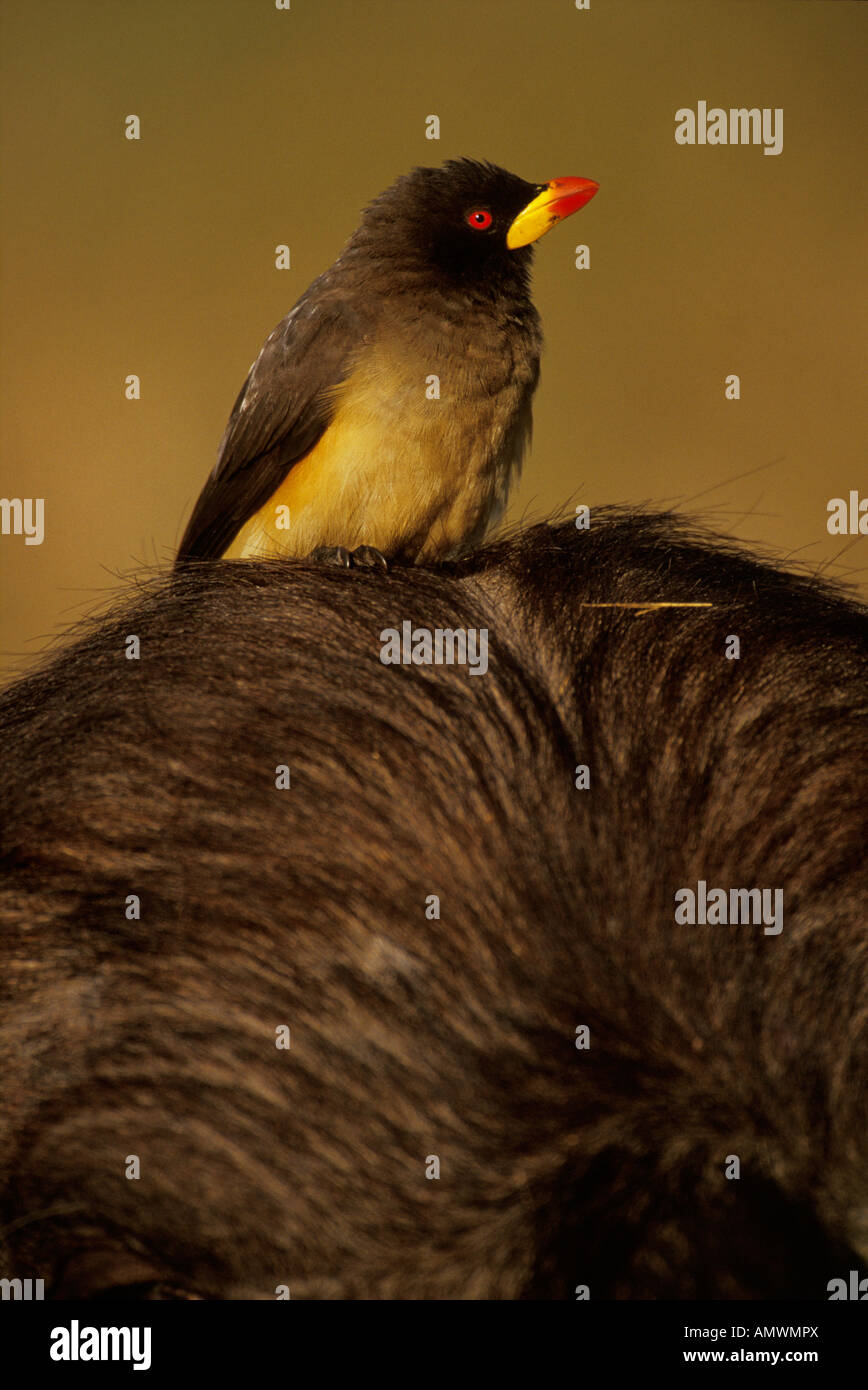 Yellow billed oxpecker (Buphagus africanus)sitting on a Cape Buffalo's ...