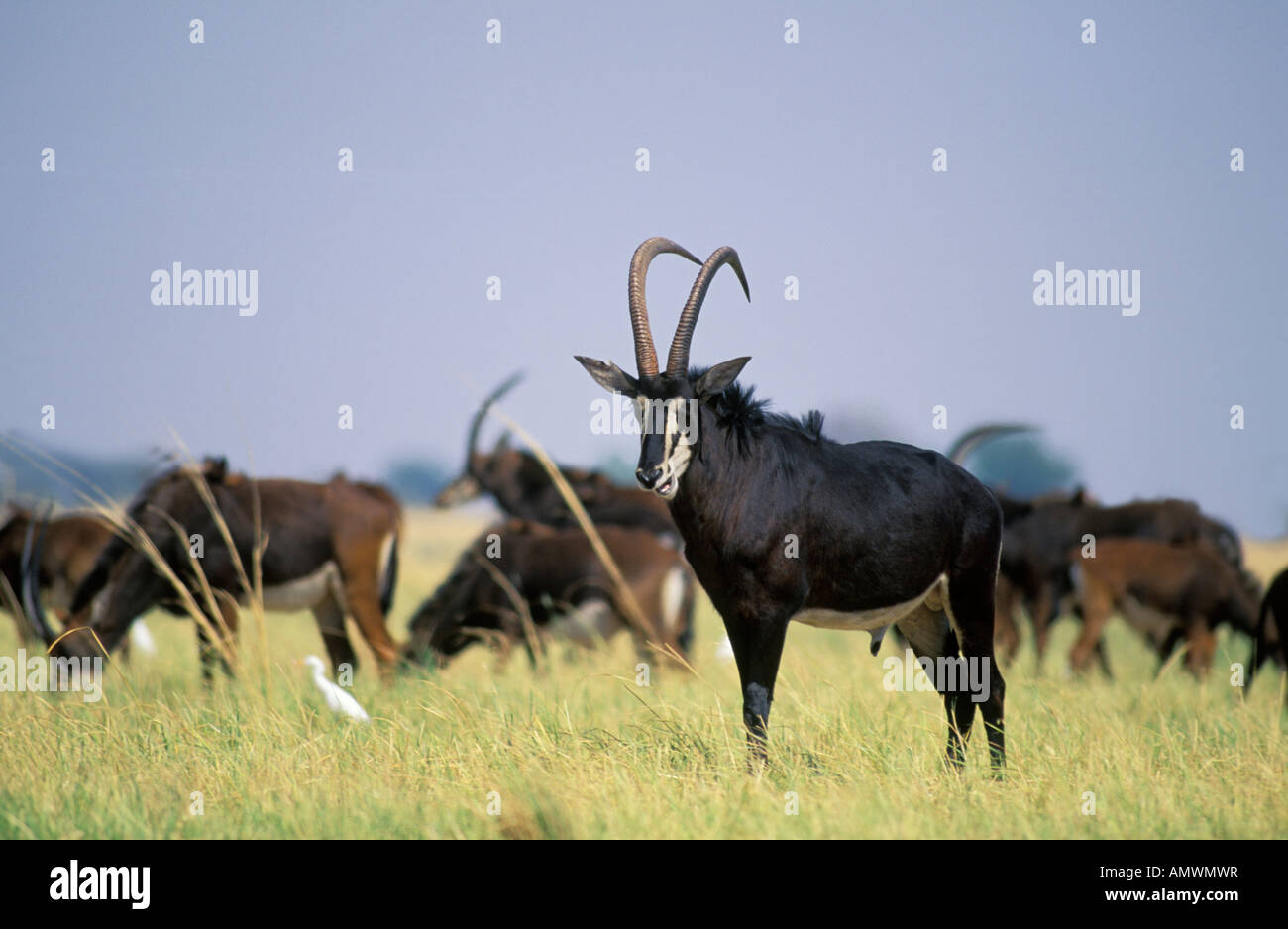 Sable bull hi-res stock photography and images - Alamy