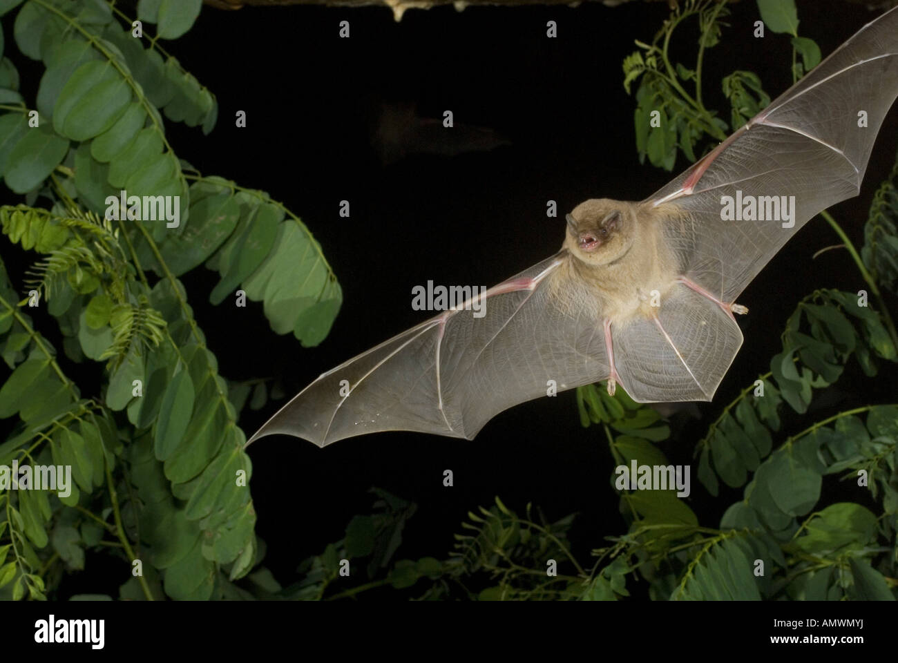 Schreiber's bat (Miniopterus schreibersi), flying, Bulgaria ...