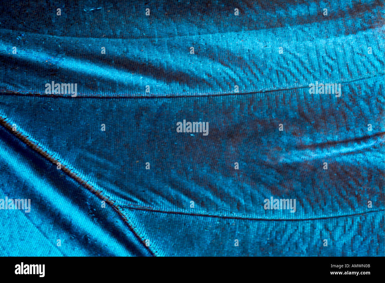 Blue morpho butterflies peru hi-res stock photography and images - Alamy