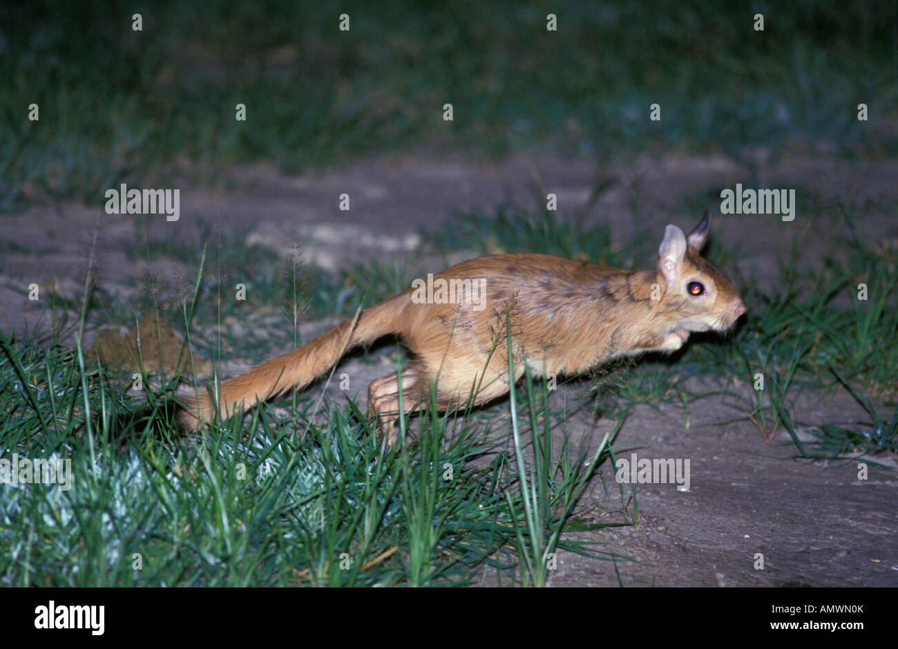 Springhare hi-res stock photography and images - Alamy