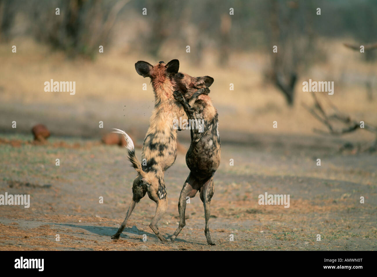 Two wild dogs at play (Cape hunting dogs Stock Photo - Alamy