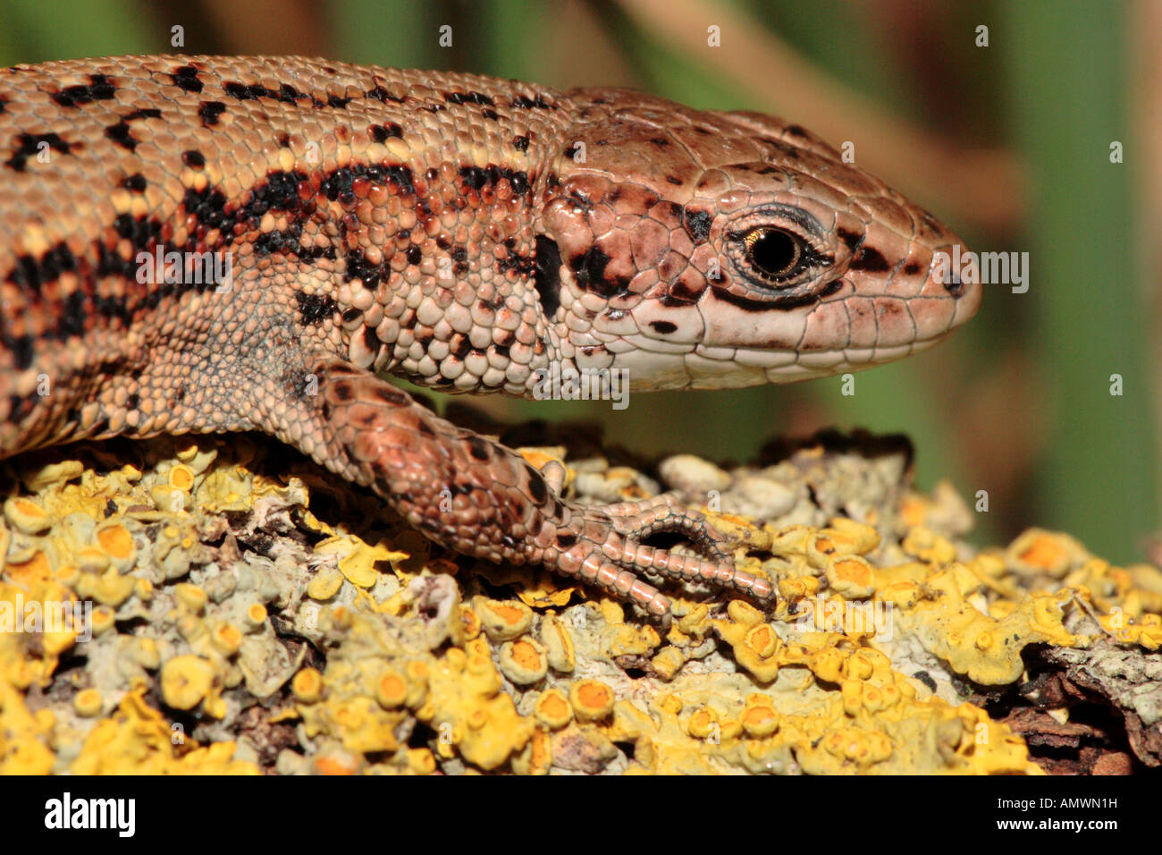 viviparous lizard, European common lizard (Lacerta vivipara, Zootoca ...
