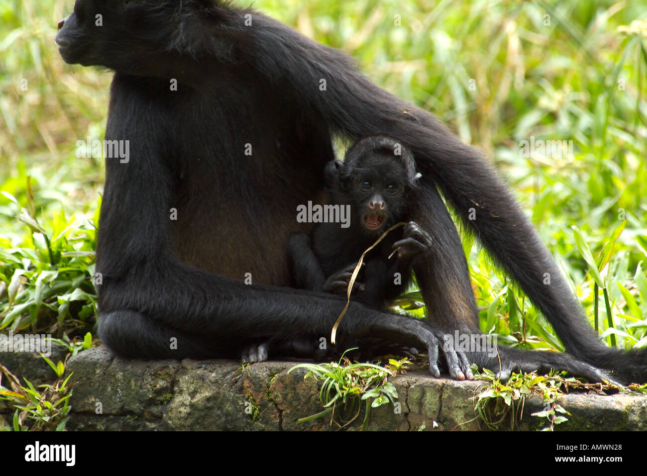 BLACK FACED SPIDER MONKEY ATELES PANISCUS CHAMEK mother and baby Stock ...