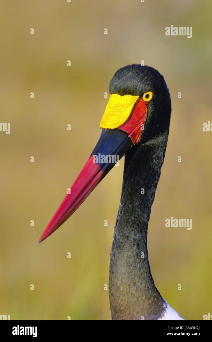 Saddle billed Stork portrait Stock Photo - Alamy