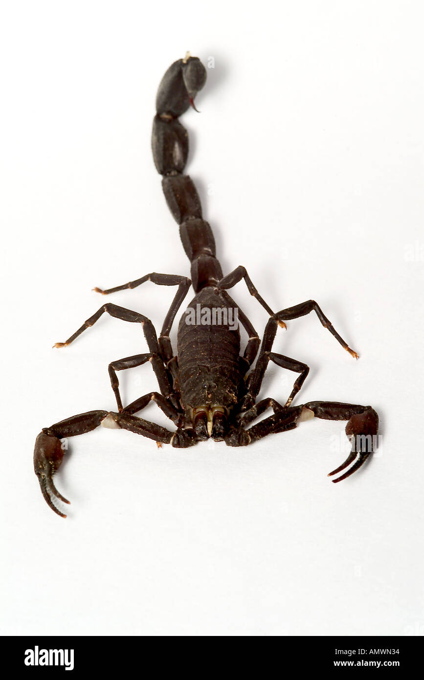 Black Amazonian Scorpion Tityus sp Stock Photo - Alamy