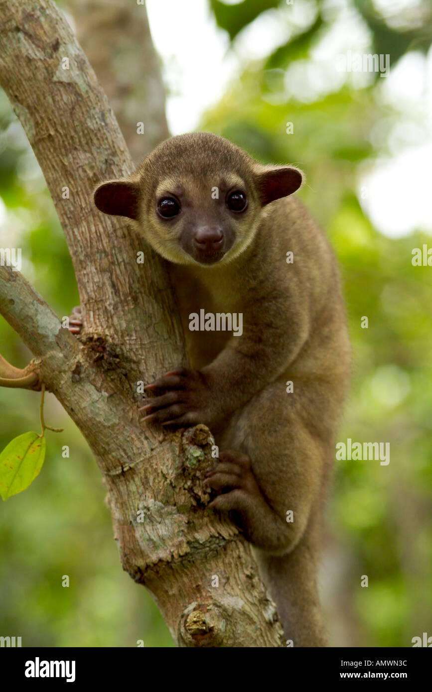 KINKAJOU or HONEY BEAR Potos flavus Amazon Rainforest Stock Photo - Alamy