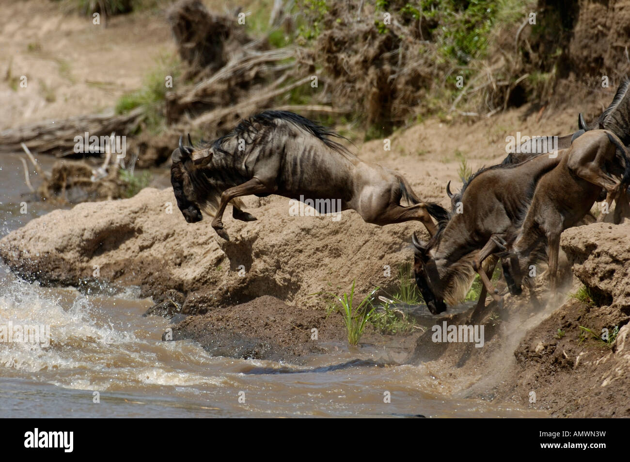 Wildebeest Crossing River Dirt