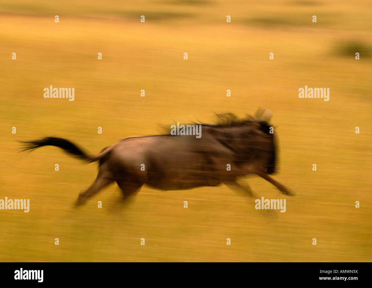 Abstract photo of a wildebeest running Stock Photo - Alamy