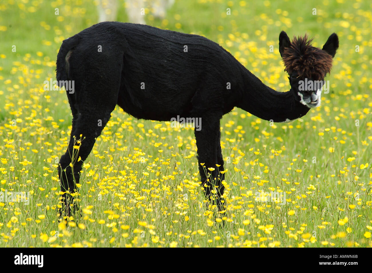 Alpaca calf hi-res stock photography and images - Alamy