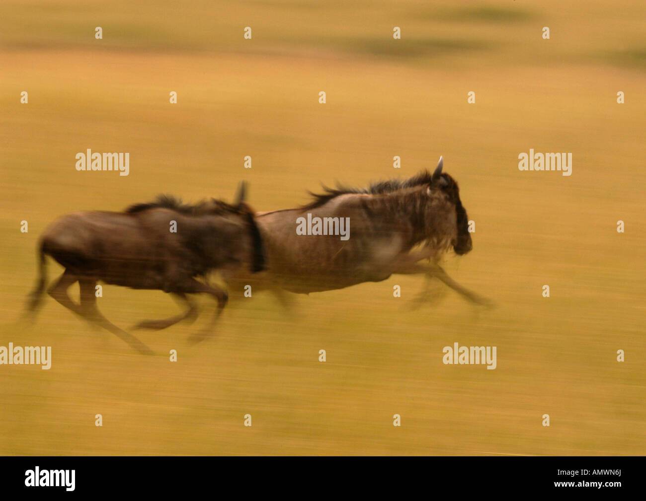 Wildebeest Running Two High Resolution Stock Photography and Images - Alamy