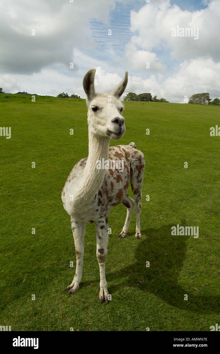Llama on farm uk hi-res stock photography and images - Alamy