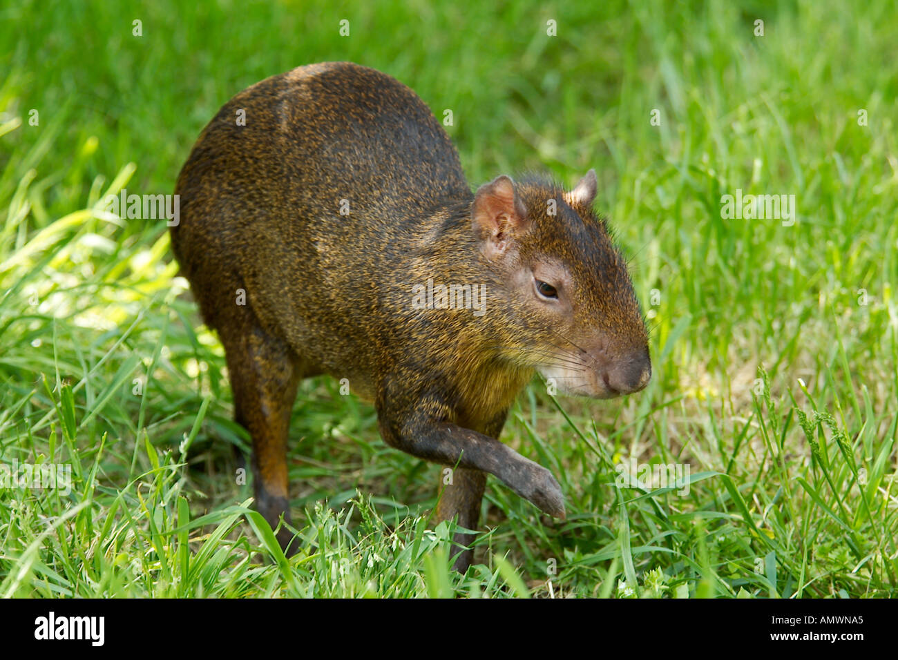 CENTRAL AMERICAN AGOUTI Dasyprocta punctata Stock Photo - Alamy