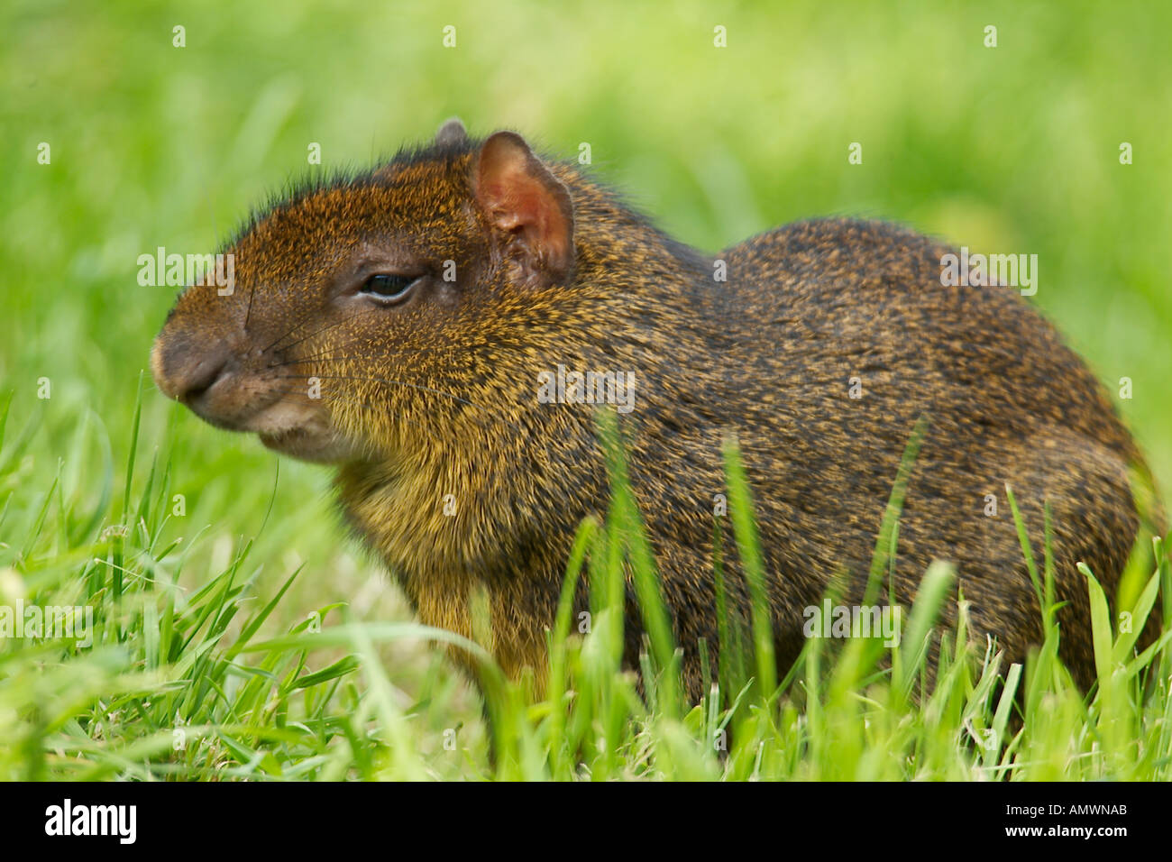 CENTRAL AMERICAN AGOUTI Dasyprocta punctata Stock Photo - Alamy
